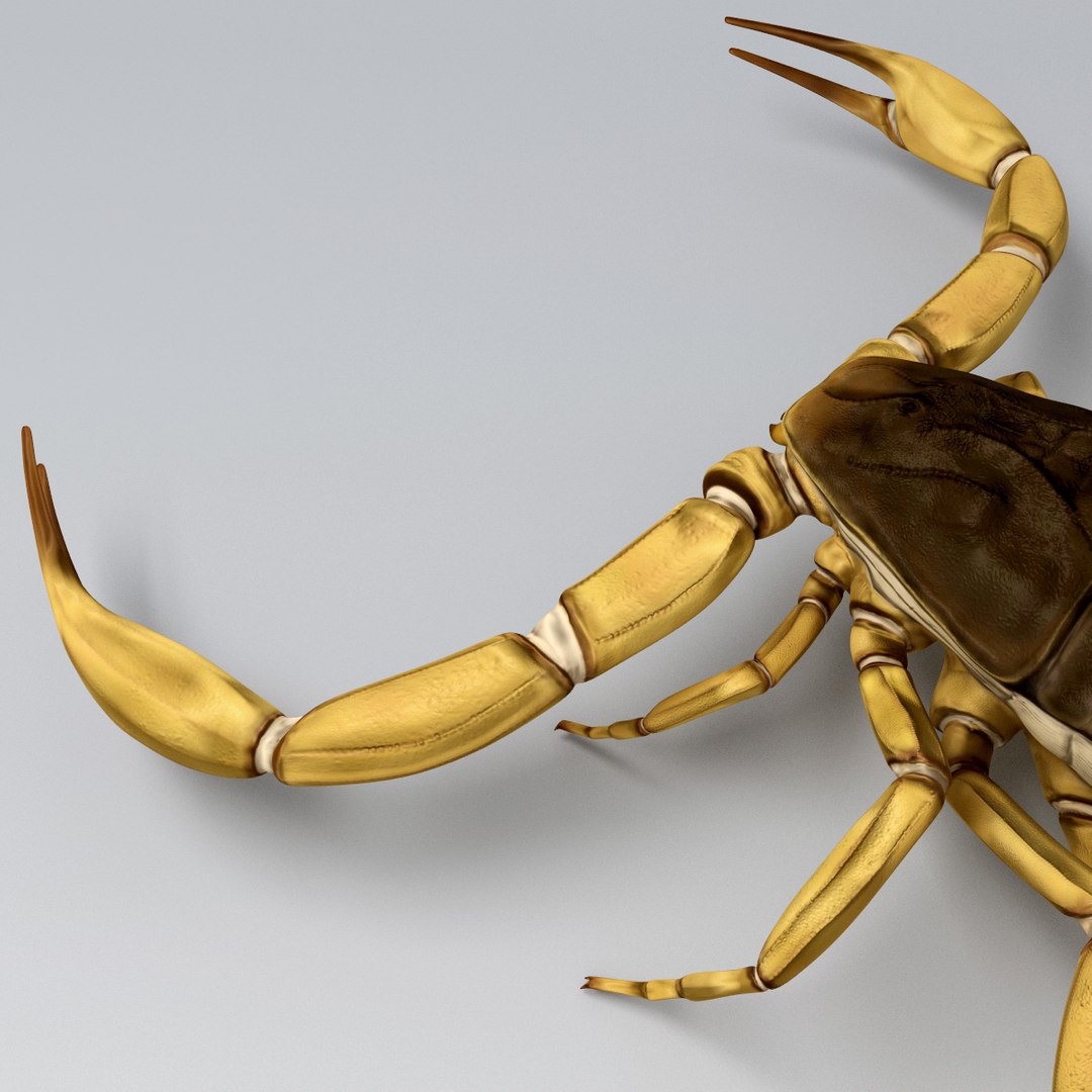 egyptian scorpion 3d model