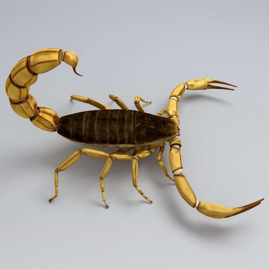 egyptian scorpion 3d model