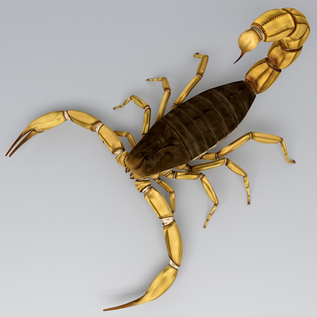 egyptian scorpion 3d model