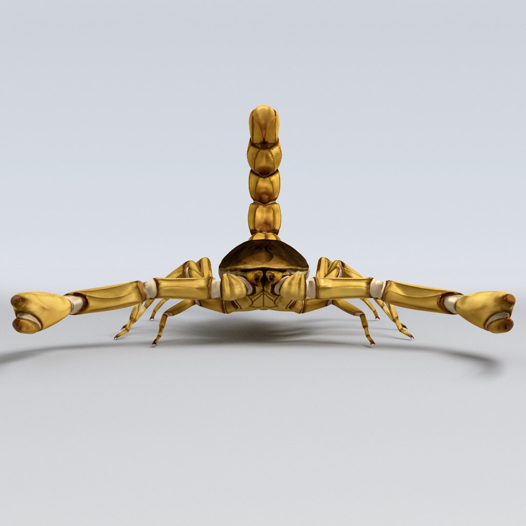 Egyptian Scorpion 3d Model