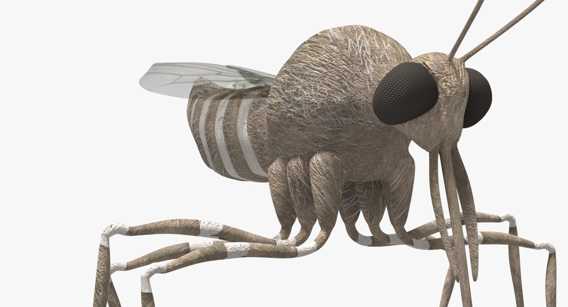 3D Mosquito Model - TurboSquid 1301893