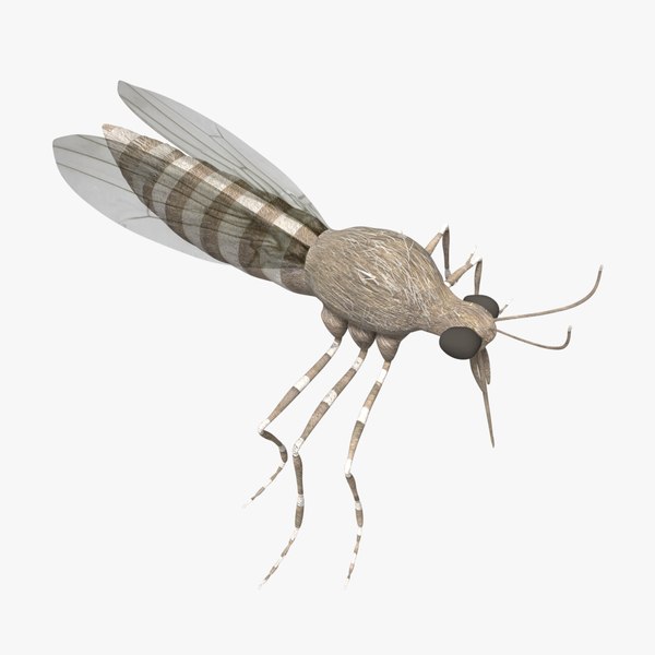 3D mosquito model - TurboSquid 1301893