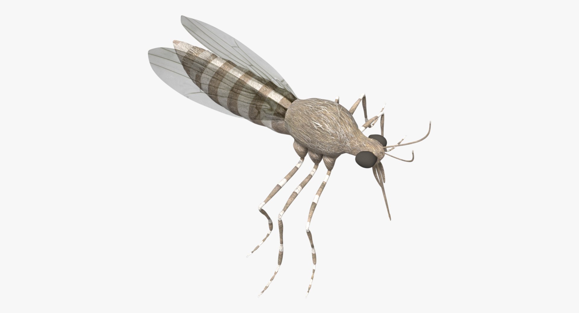 3D Mosquito Model - TurboSquid 1301893