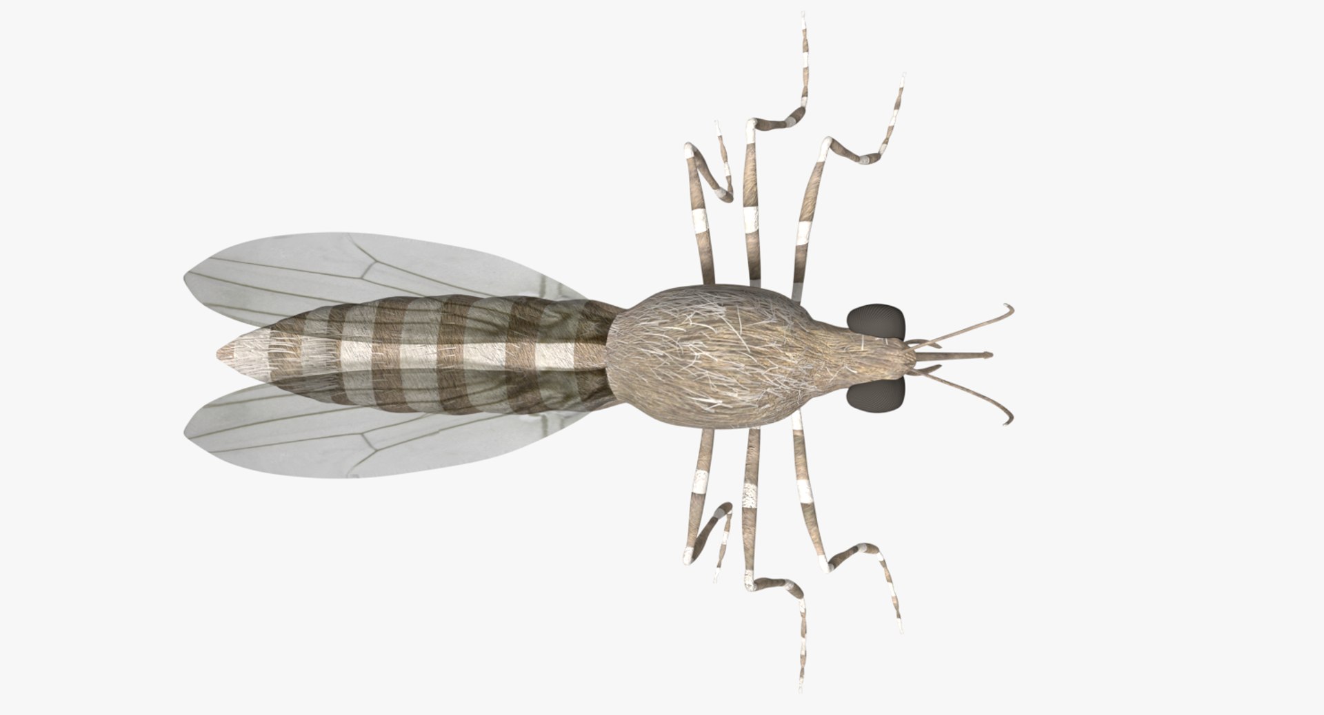 3D Mosquito Model - TurboSquid 1301893