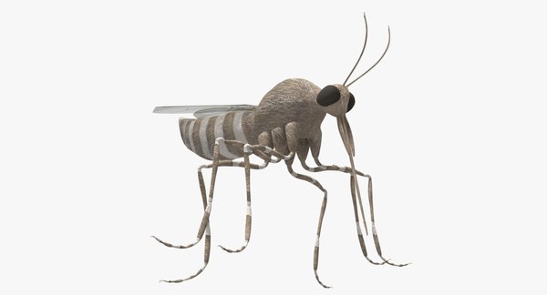 3D mosquito model - TurboSquid 1301893