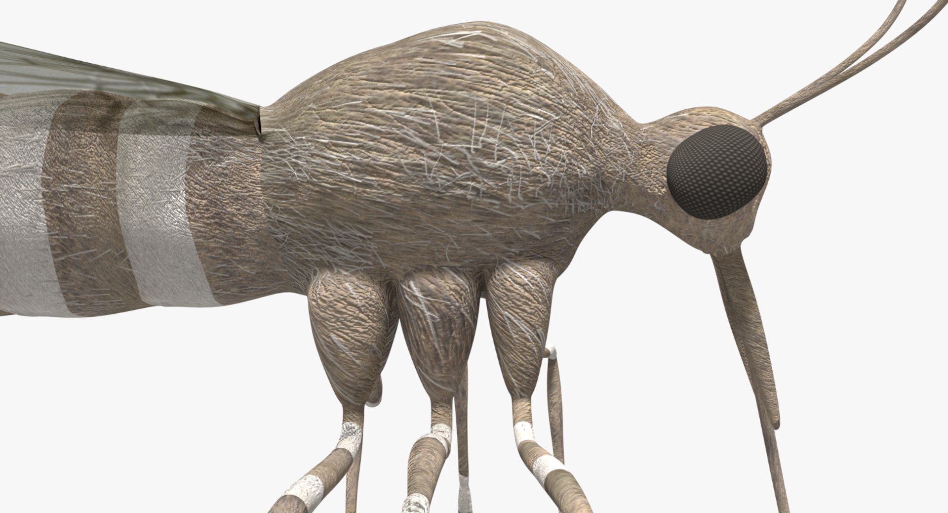 3D Mosquito Model - TurboSquid 1301893