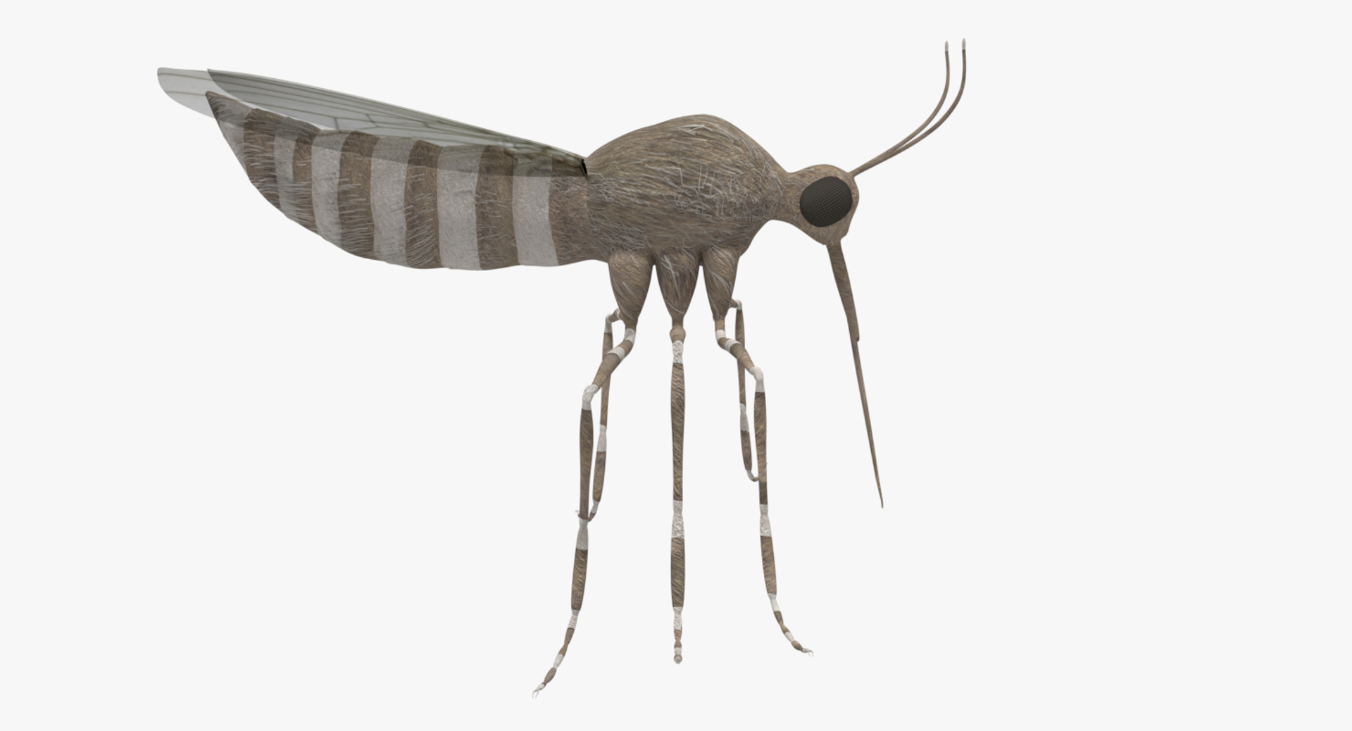 3D Mosquito Model - TurboSquid 1301893