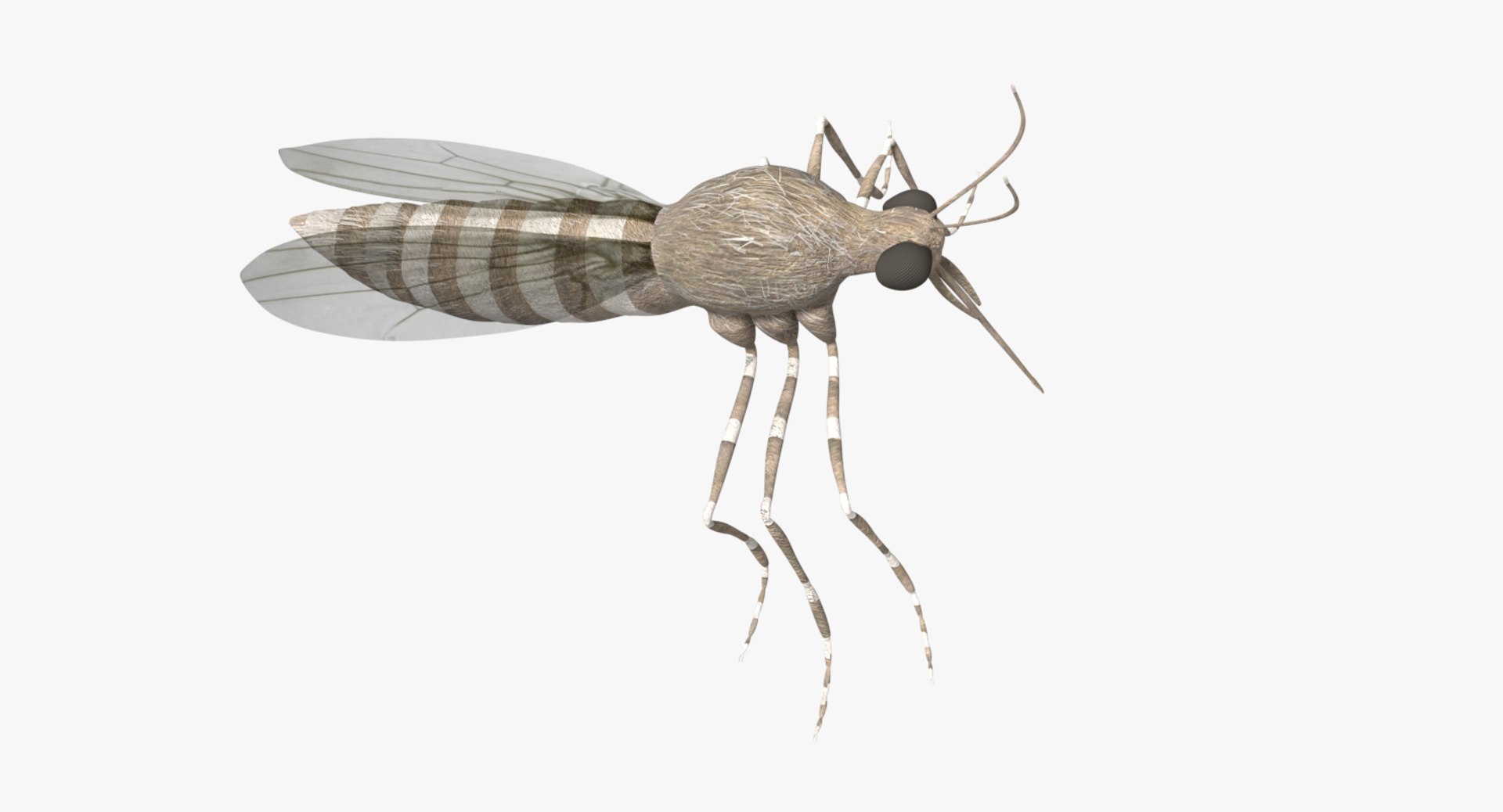 3D Mosquito Model - TurboSquid 1301893