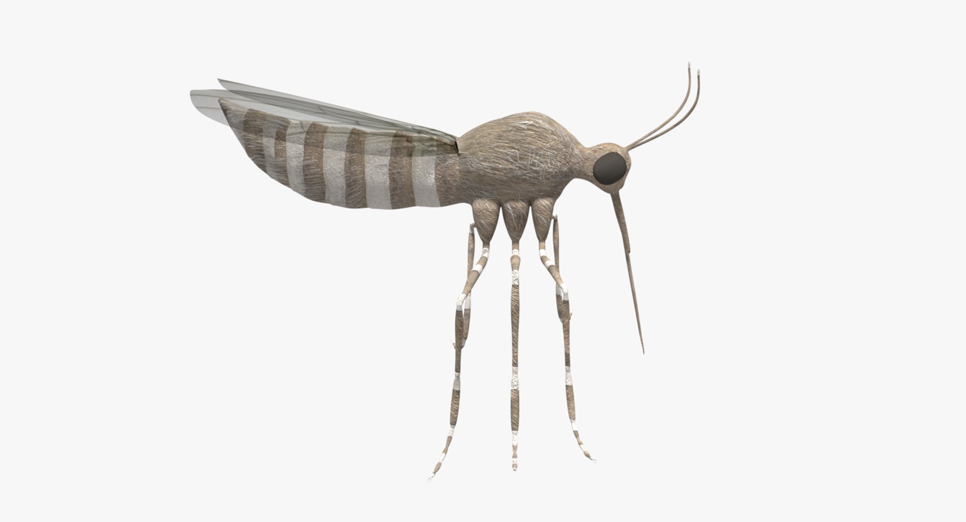 3D Mosquito Model - TurboSquid 1301893