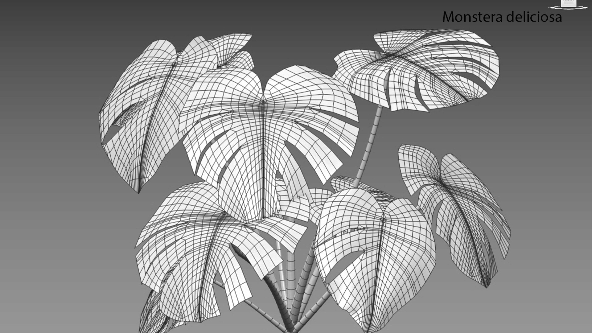 Monstera Deliciosa GrowFX 3D Model - TurboSquid 1895430