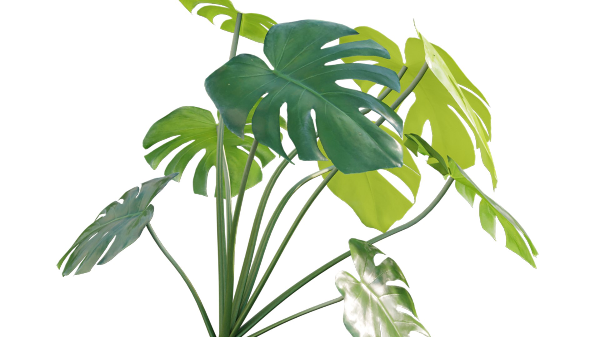 Monstera Deliciosa GrowFX 3D Model - TurboSquid 1895430