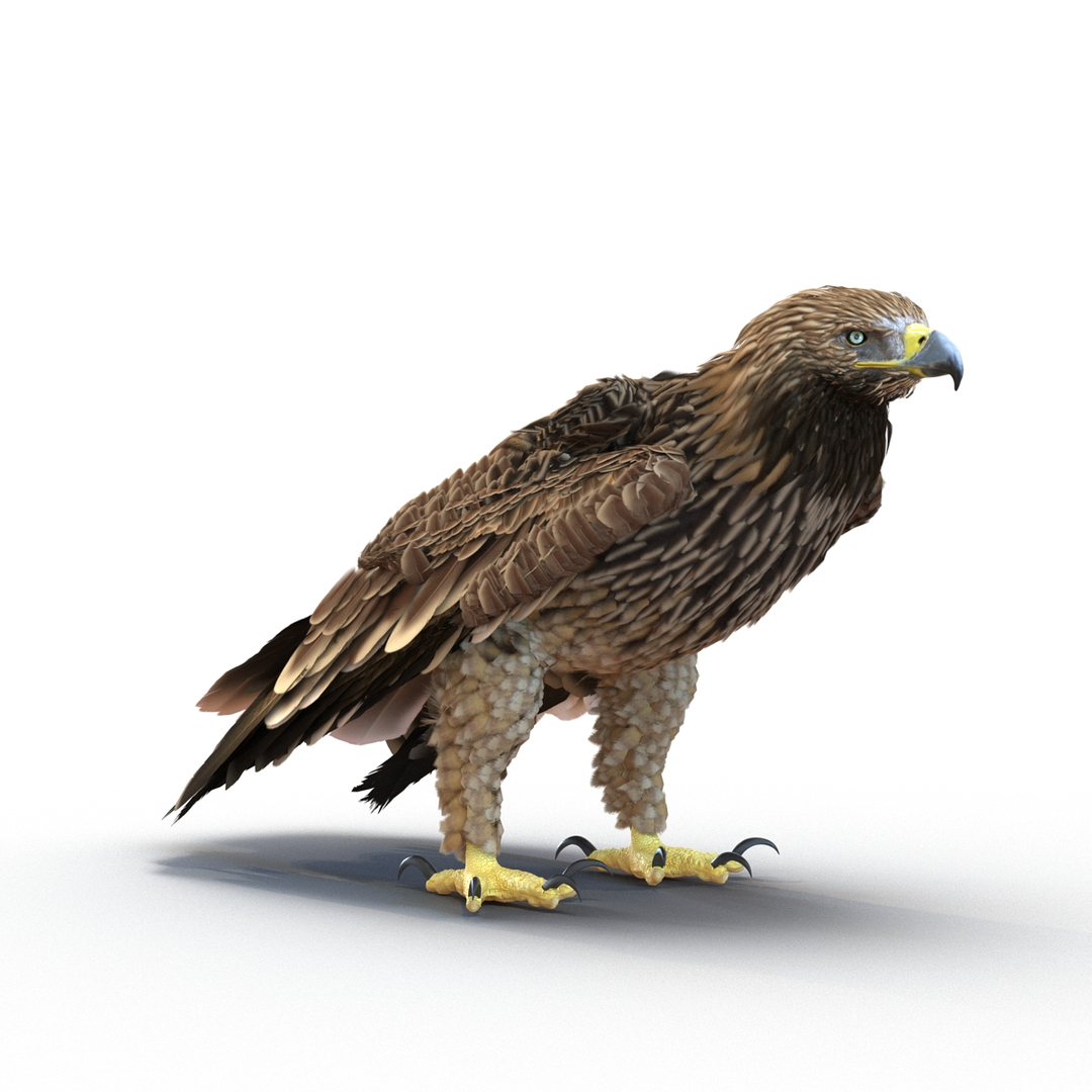 eagles modeled 3d model