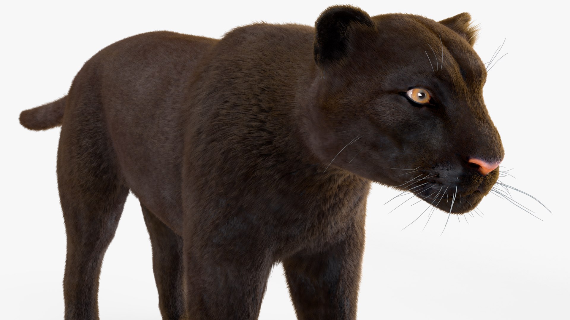 Black Panther Fur Rigged Model - TurboSquid 2212738