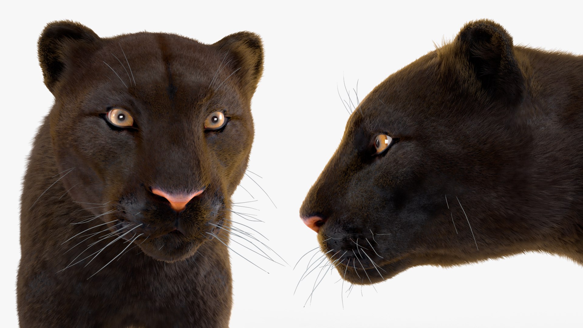 Black Panther Fur Rigged Model - TurboSquid 2212738