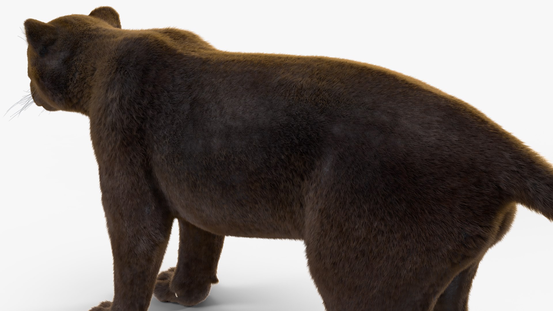 Black Panther Fur Rigged Model - TurboSquid 2212738