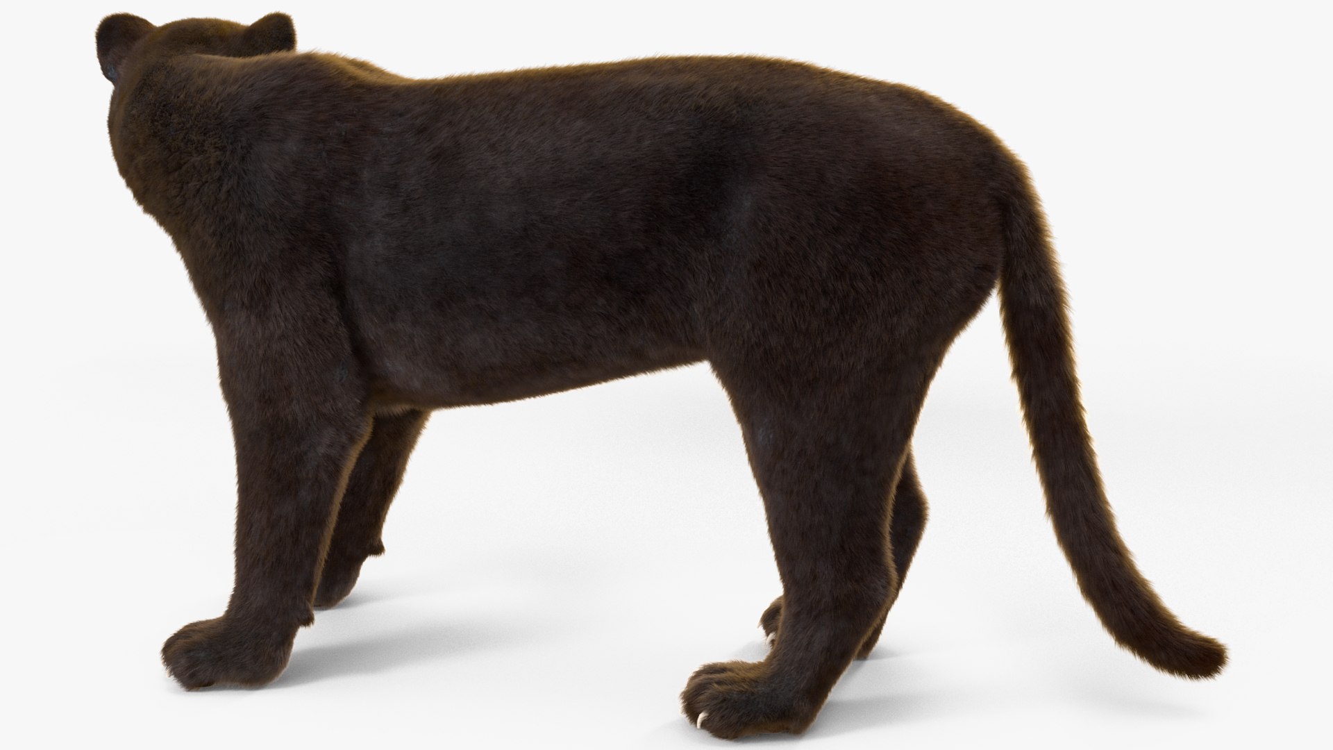 Black Panther Fur Rigged Model - TurboSquid 2212738