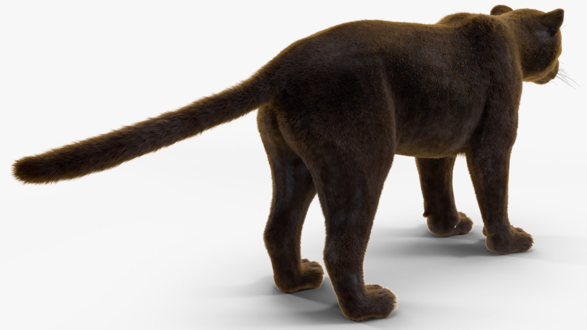 Black Panther Fur Rigged Model - TurboSquid 2212738