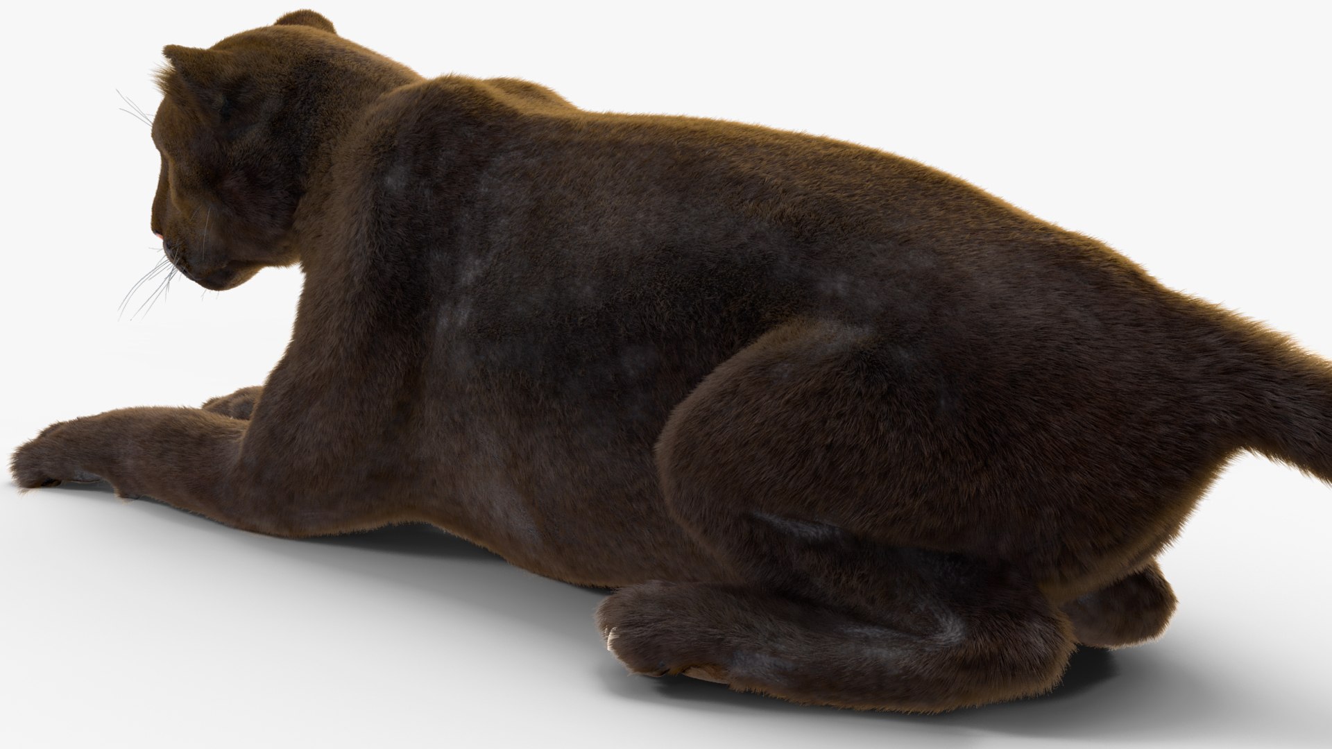 Black Panther Fur Rigged Model - TurboSquid 2212738