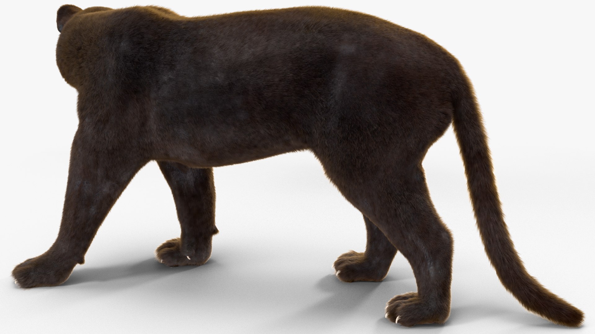 Black Panther Fur Rigged Model - TurboSquid 2212738