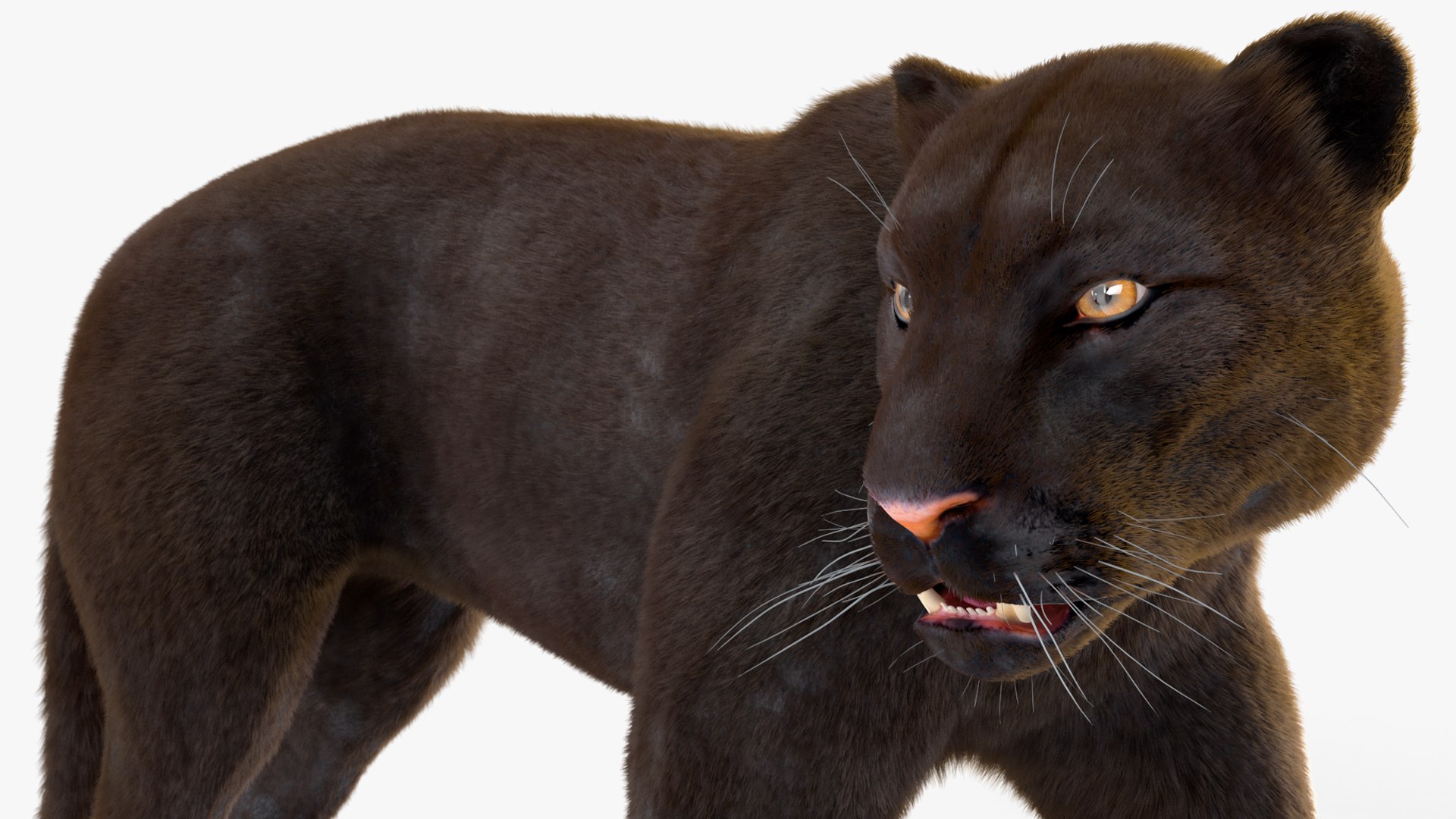 Black Panther Fur Rigged Model - TurboSquid 2212738