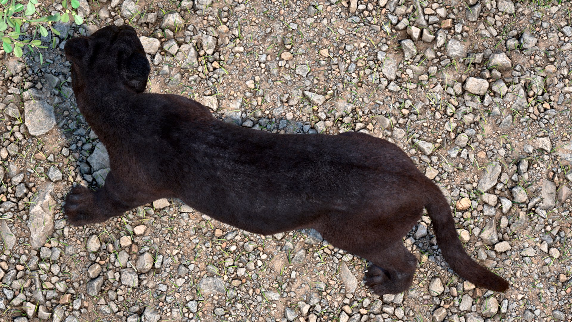 Black Panther Fur Rigged Model - TurboSquid 2212738