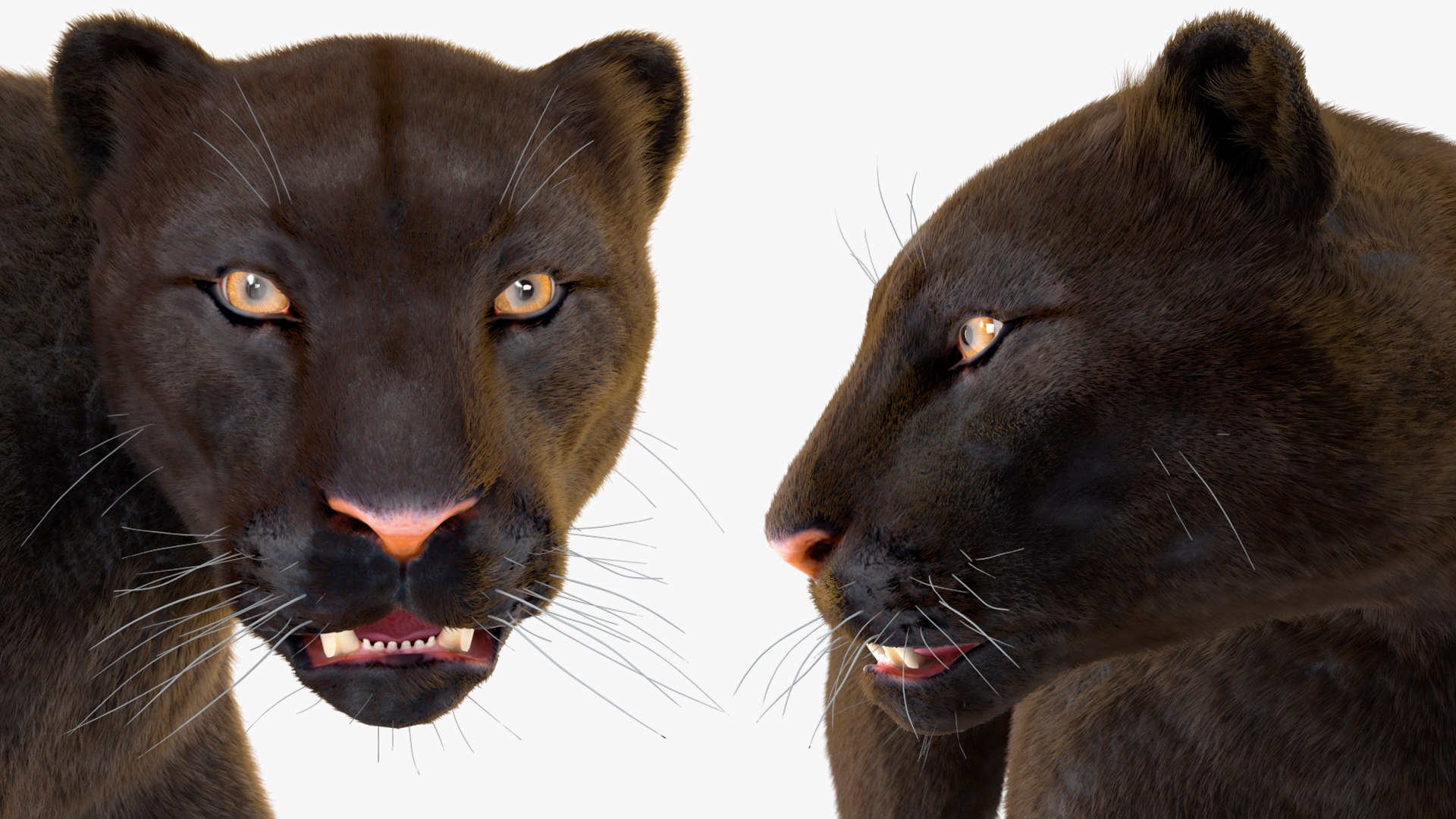 Black Panther Fur Rigged Model - TurboSquid 2212738