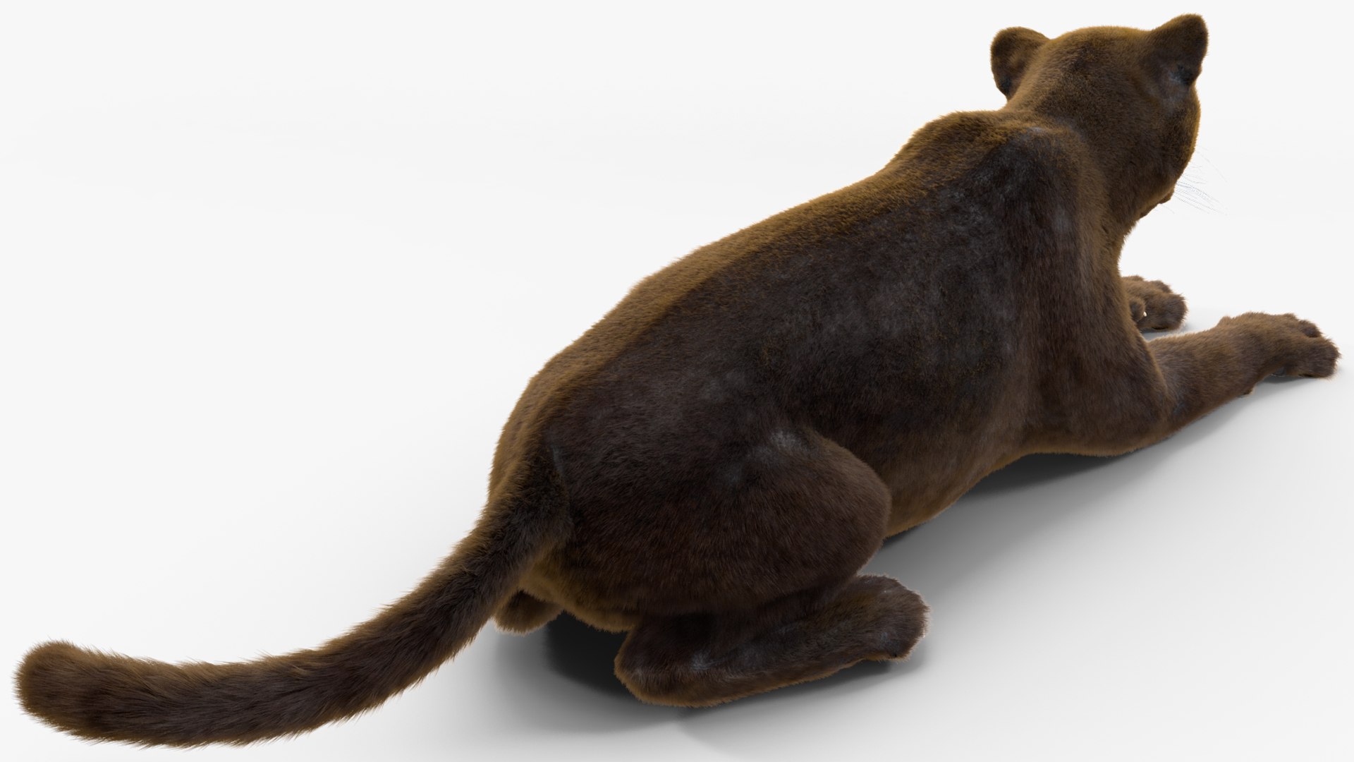 Black Panther Fur Rigged Model - TurboSquid 2212738