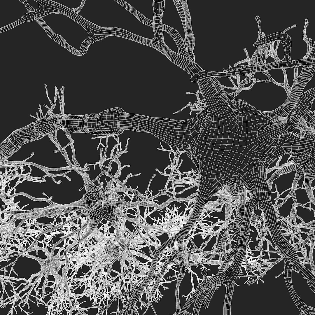 3d neural network
