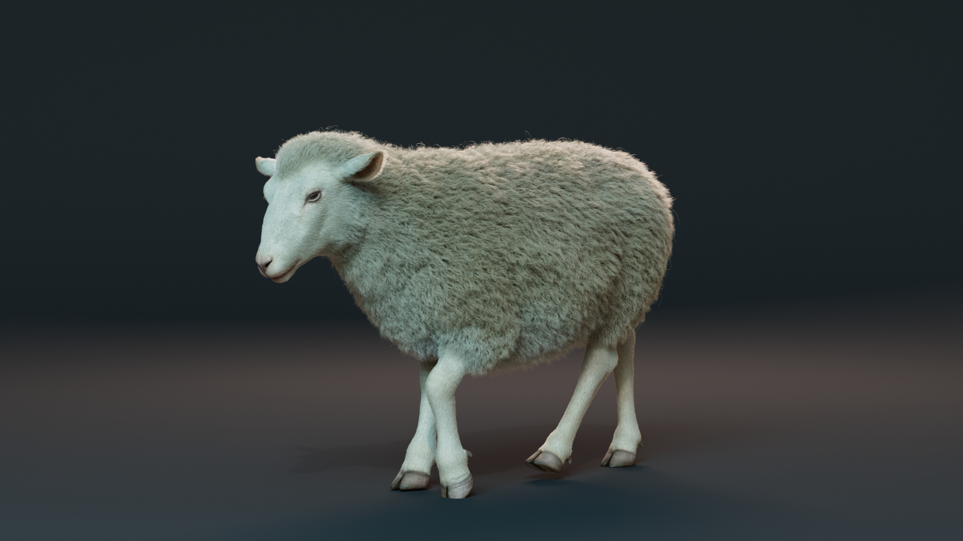 Sheep Rigged Animated With Fur 3D - TurboSquid 2165685