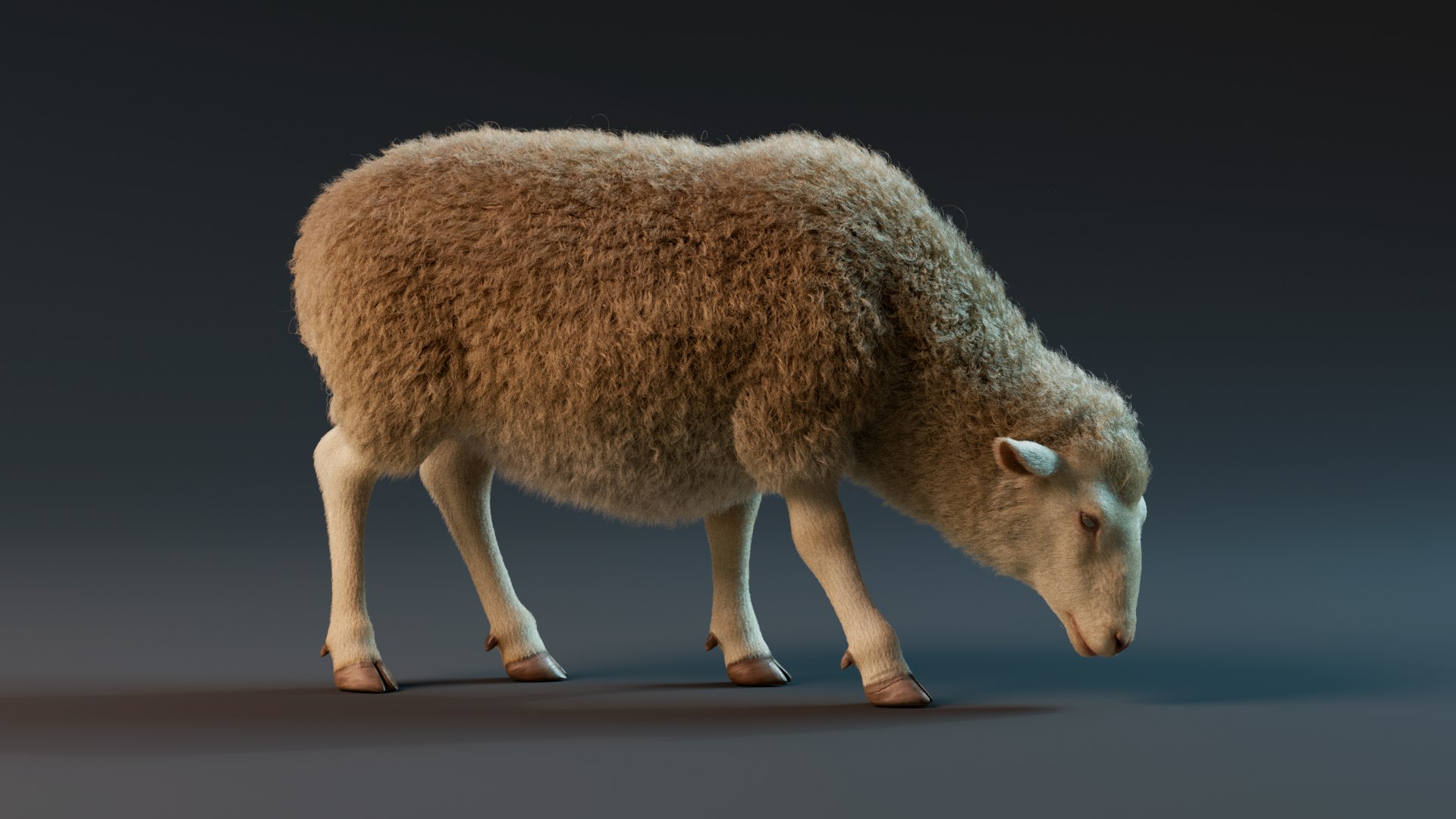 Sheep Rigged Animated With Fur 3D - TurboSquid 2165685