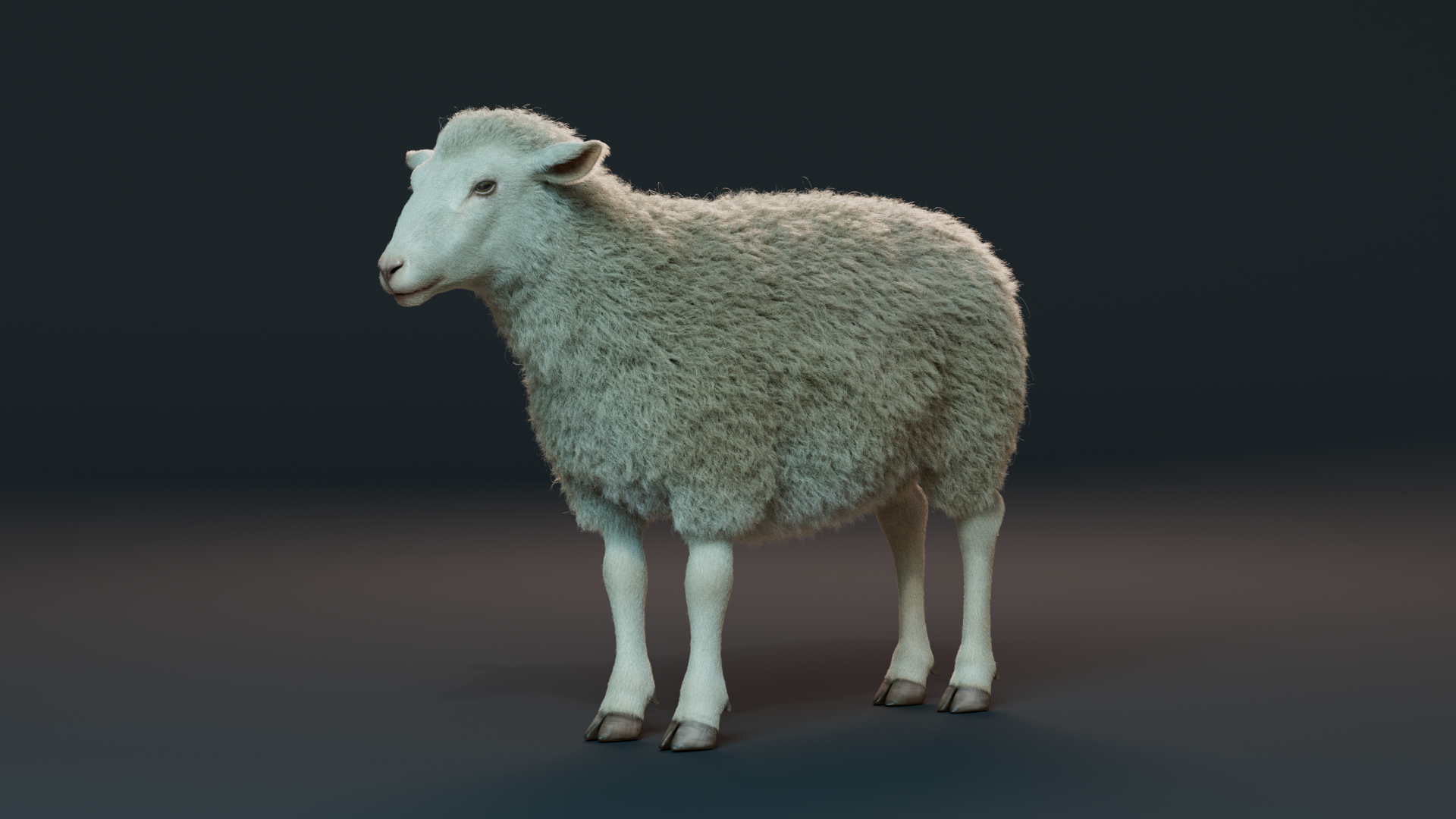 Sheep Rigged Animated With Fur 3D - TurboSquid 2165685