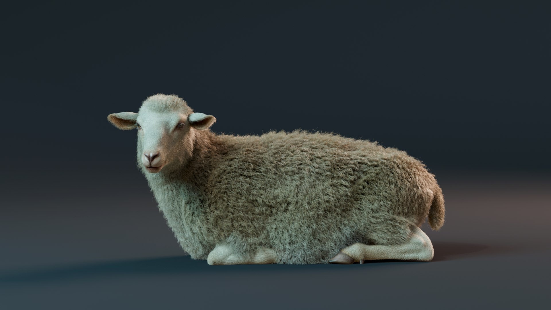 Sheep Rigged Animated With Fur 3D - TurboSquid 2165685