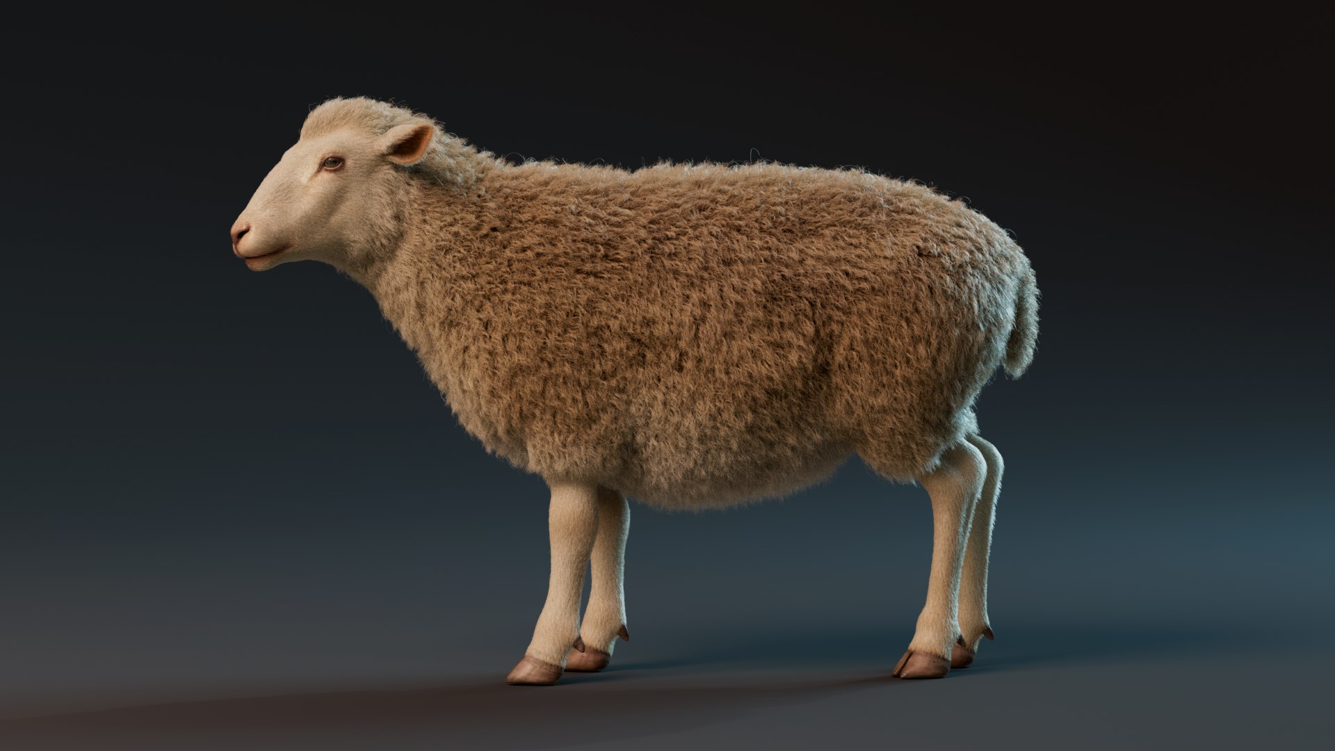 Sheep Rigged Animated With Fur 3D - TurboSquid 2165685