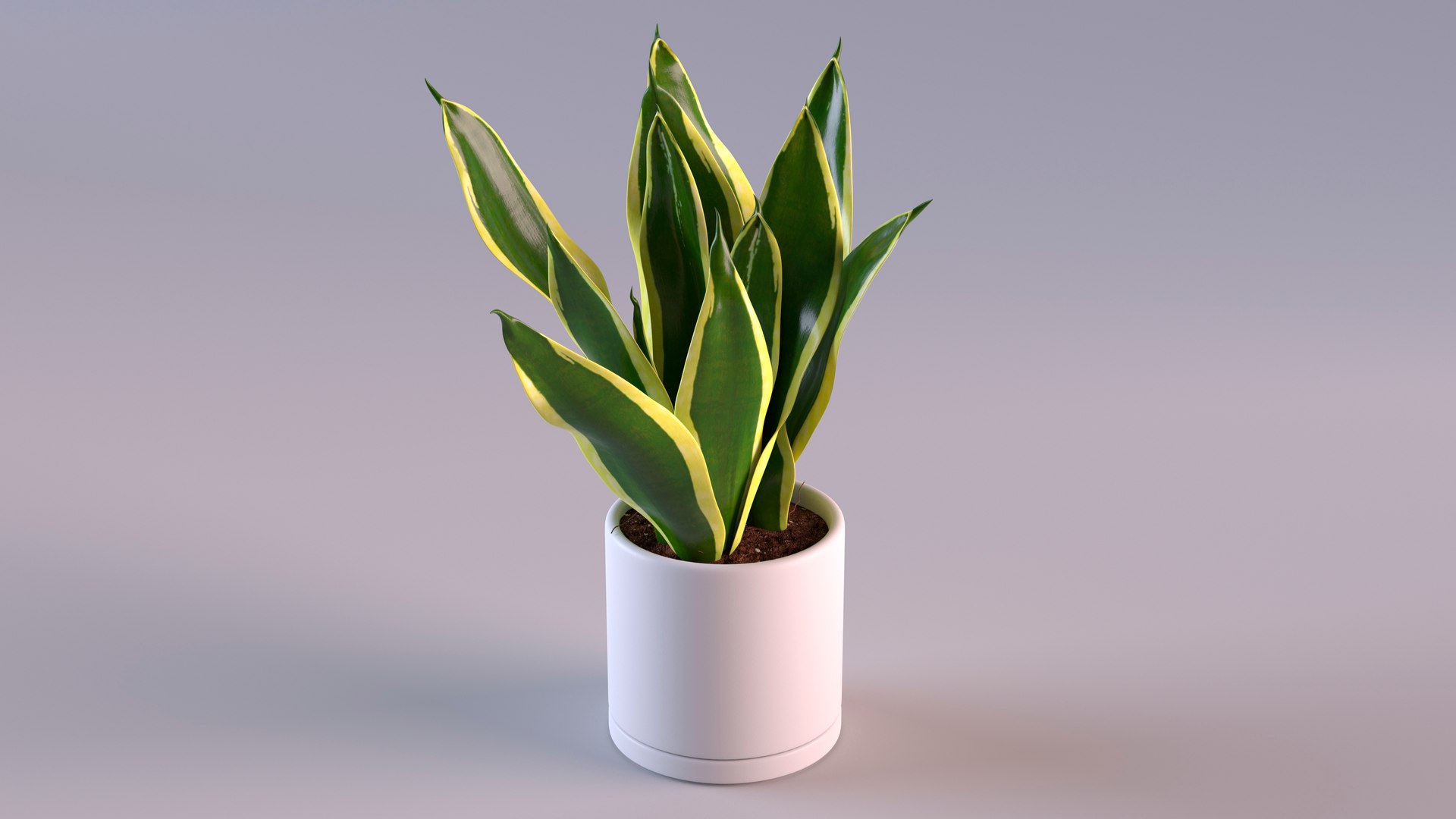 Mother In Laws Tongue Plant Model - TurboSquid 2120480