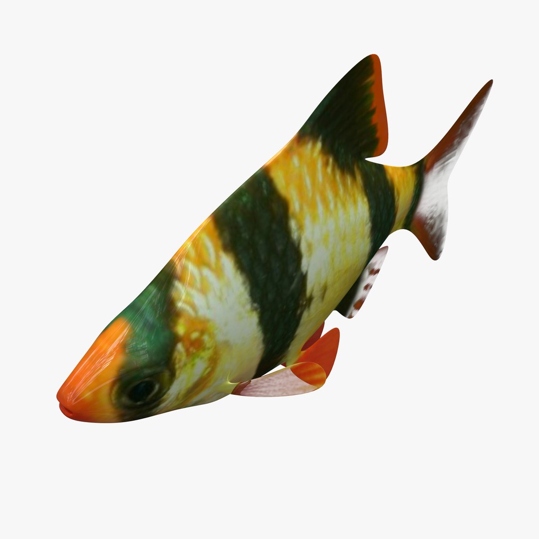 3D Sumatra Barbus Model - TurboSquid 1384805