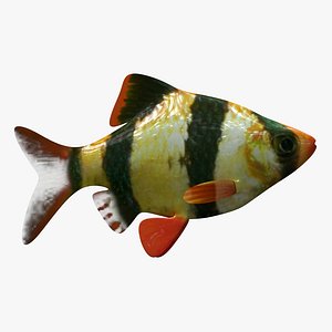 3D Barb Fish Models - Browse & Download Formats - TurboSquid