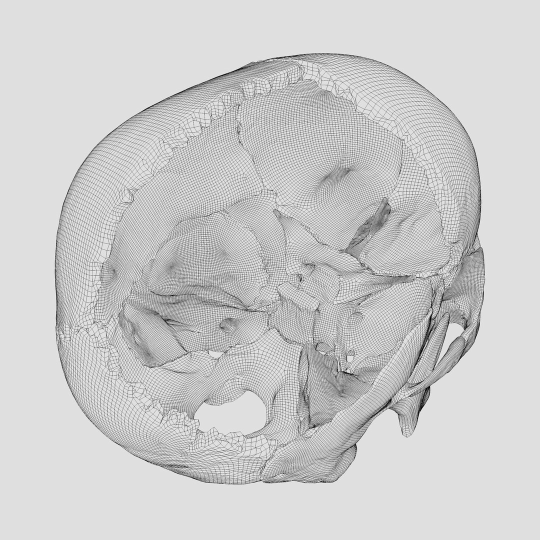3d human skull