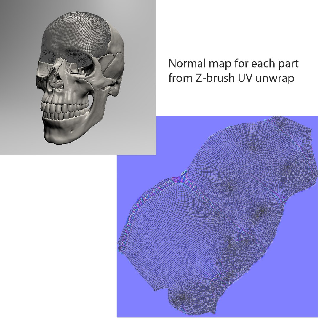 3d Human Skull