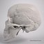 3d Human Skull