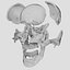 3d Human Skull