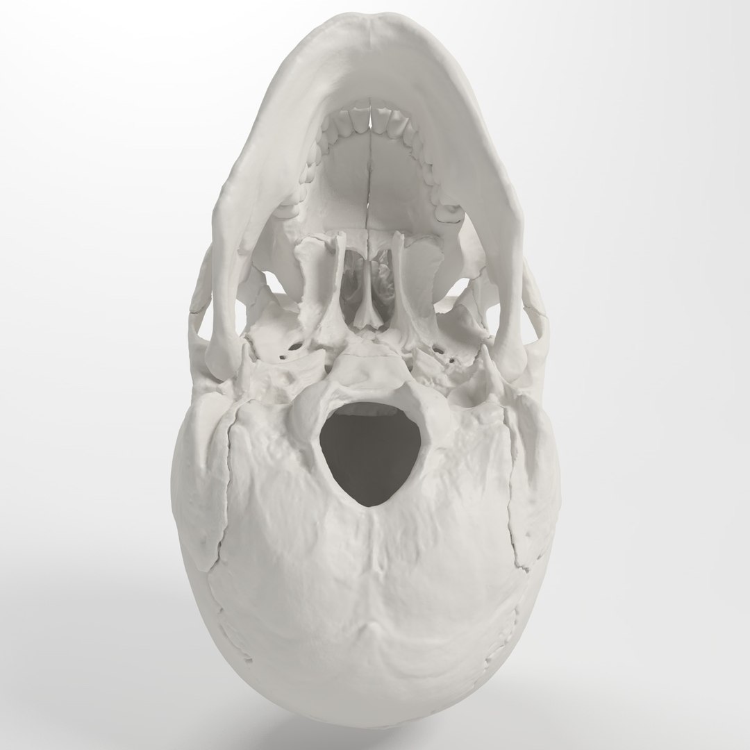 3d human skull