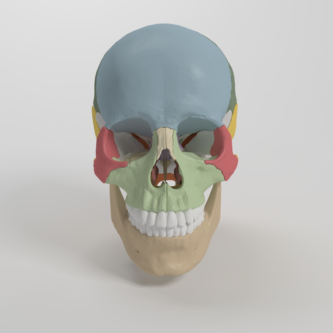 3d human skull
