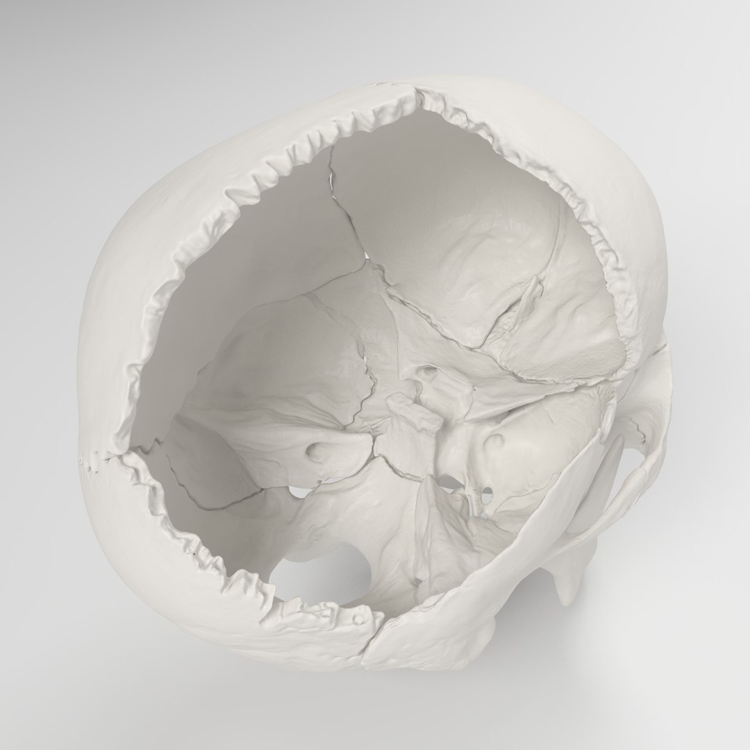3d human skull