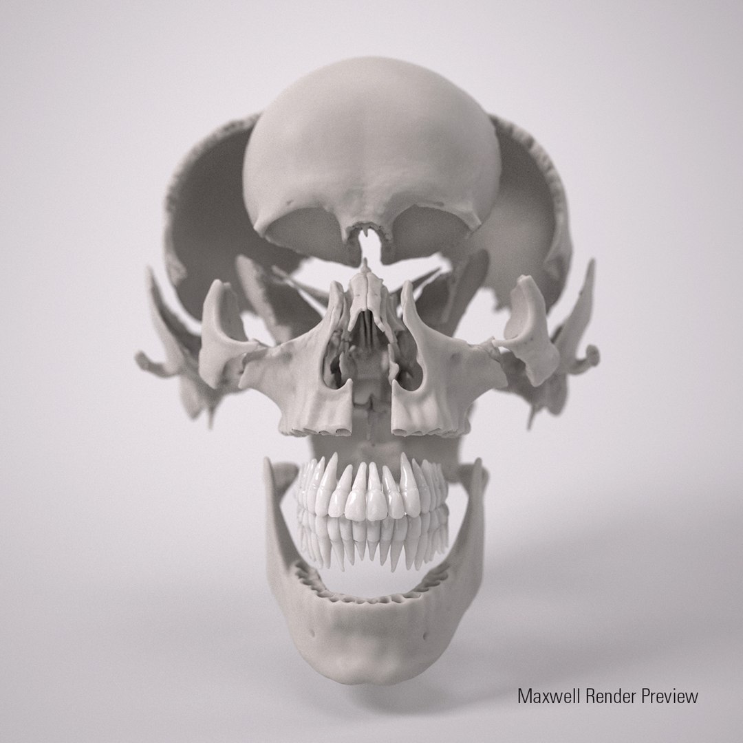 3d human skull