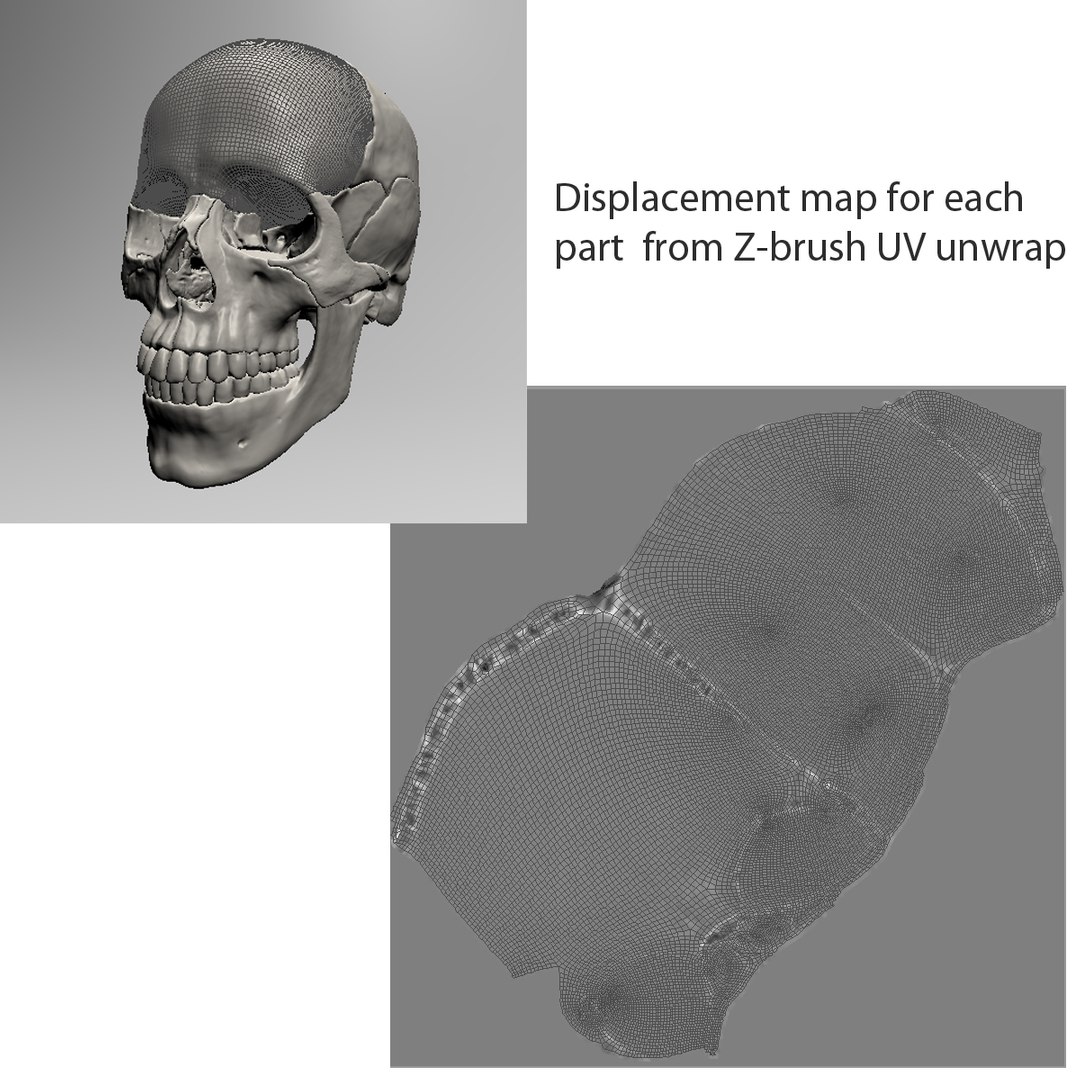 3d Human Skull
