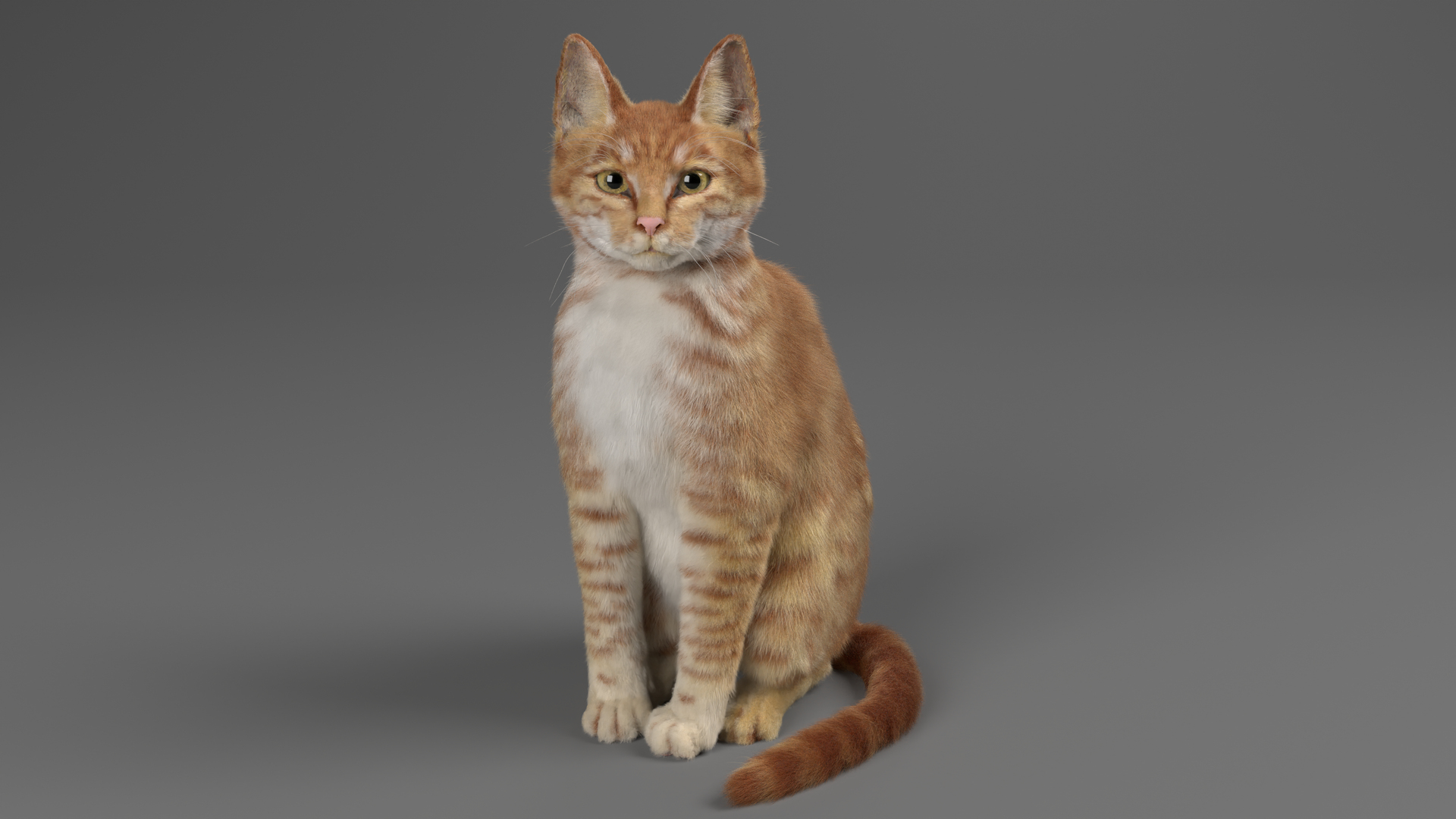 modelo 3d Paquete de gatos - TurboSquid 1947755
