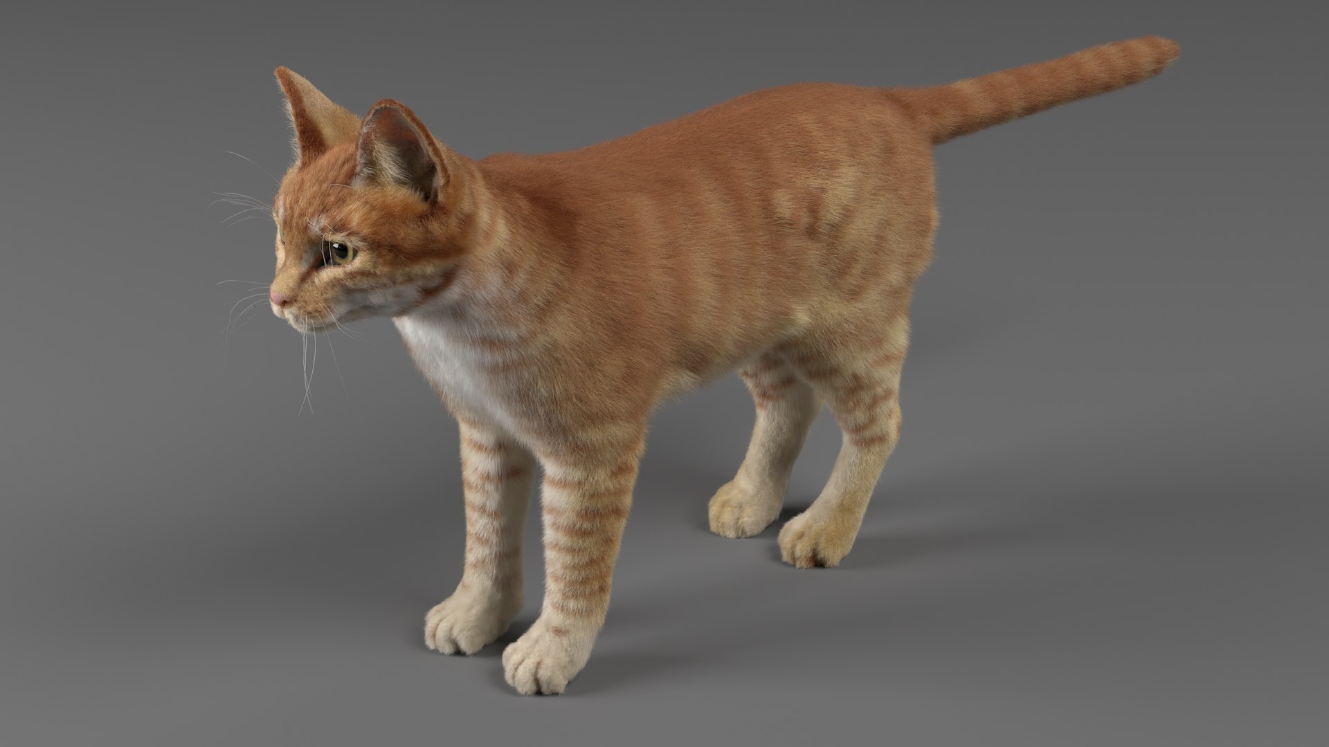 Cat Pack 3D model - TurboSquid 1947755