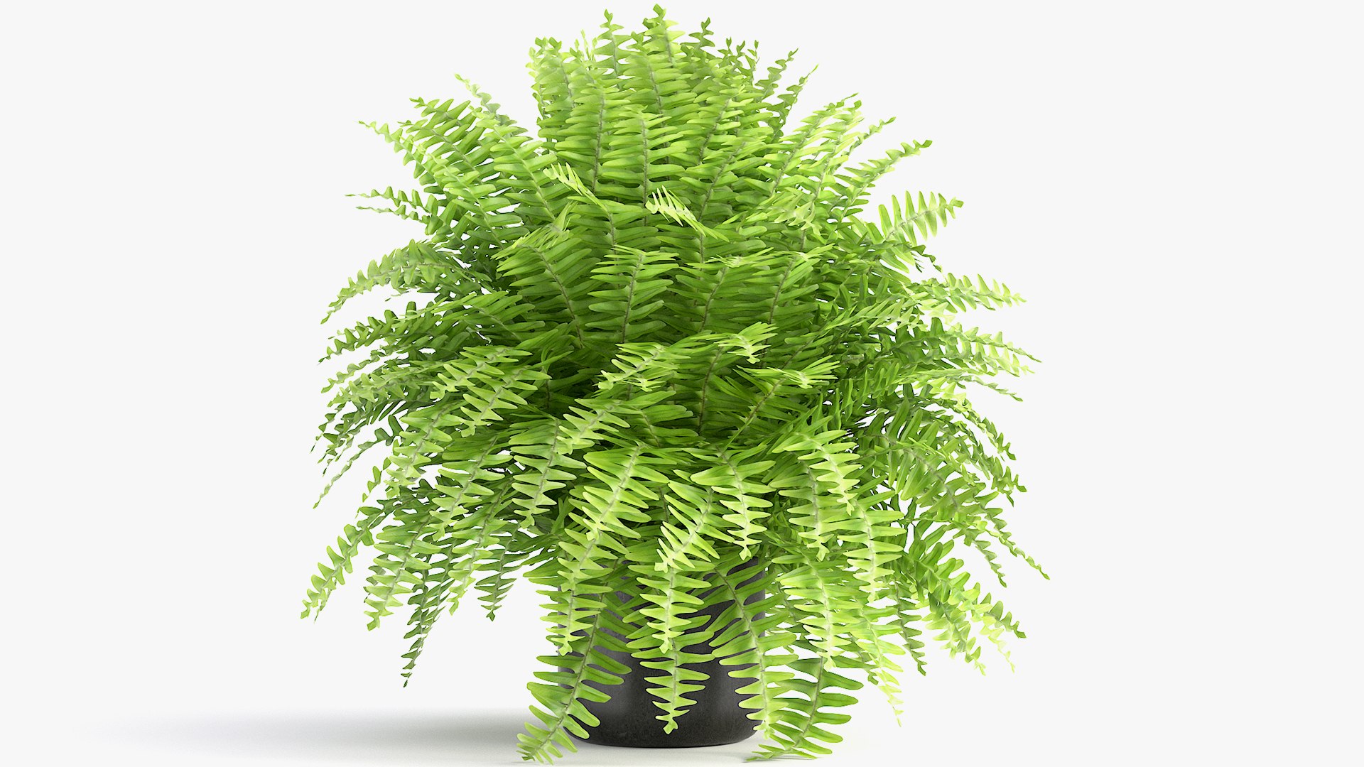 3D Fern - TurboSquid 1511260