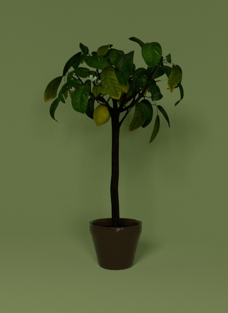 3D Model Lemon Tree - TurboSquid 1333837