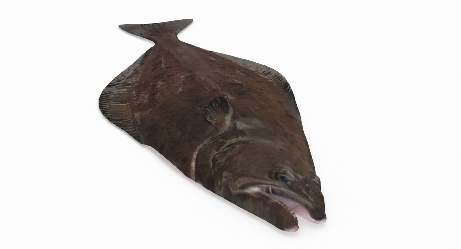 3D Halibut - TurboSquid 1202785